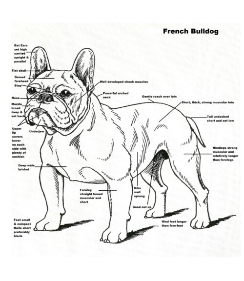 Breed Standard Frenchie - Kloudknine Australia