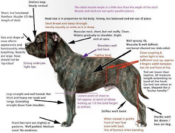 Breed Standard Staffy - Kloudknine Australia