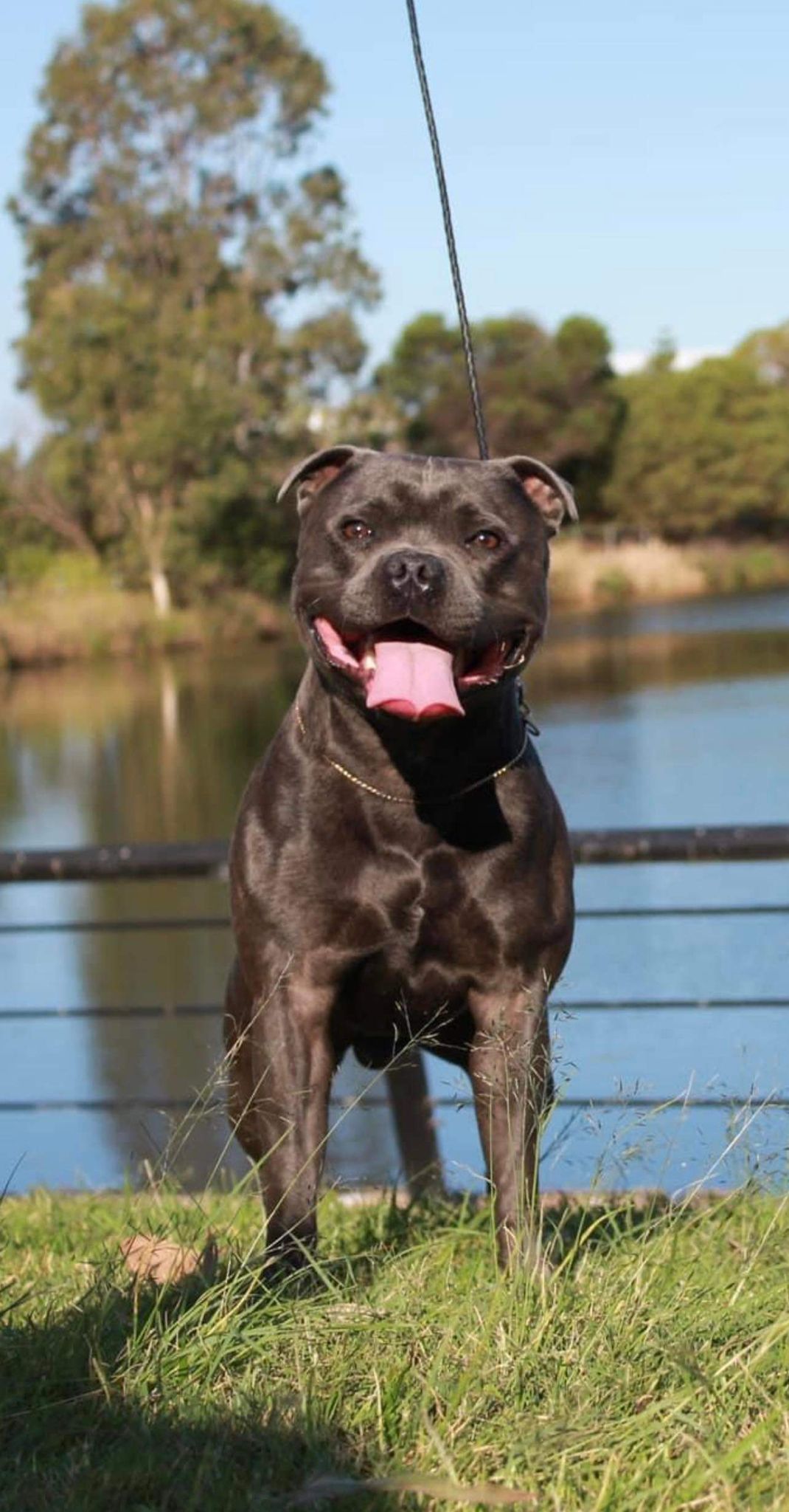 Spartanblu Zeus - Kloudknine Australia